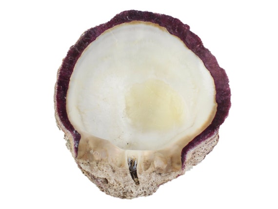 Purple Spiny Oyster Shell First Quality 1086-21-G3266 R9 | Etsy