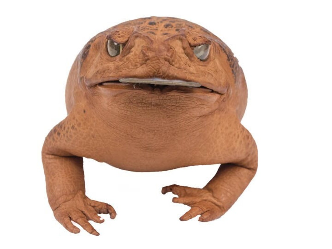 Large Lucky Cane Toad With Coin 1019-31L-NA C15 - Etsy