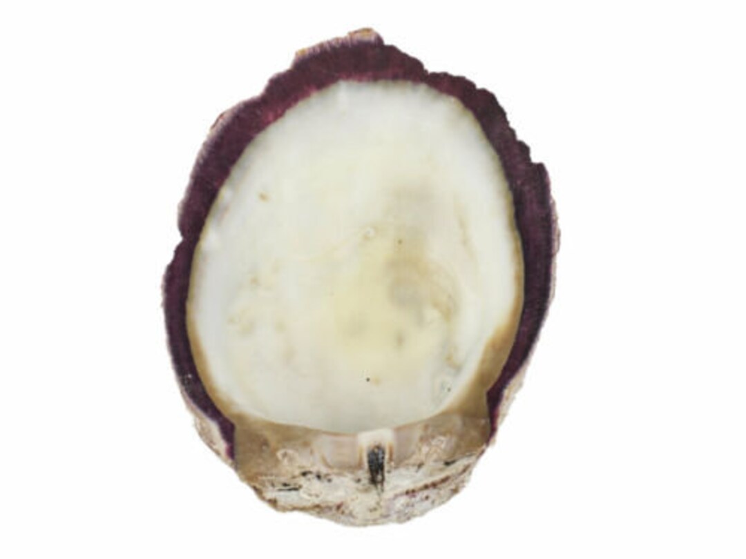 Purple Spiny Oyster Shell – First Quality (1086-21-G3267) - Etsy