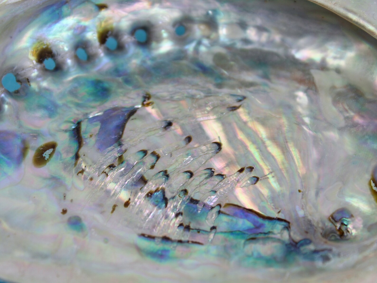 Twenty-five 25 Small African Abalone Shells: Lightly Edged - Etsy