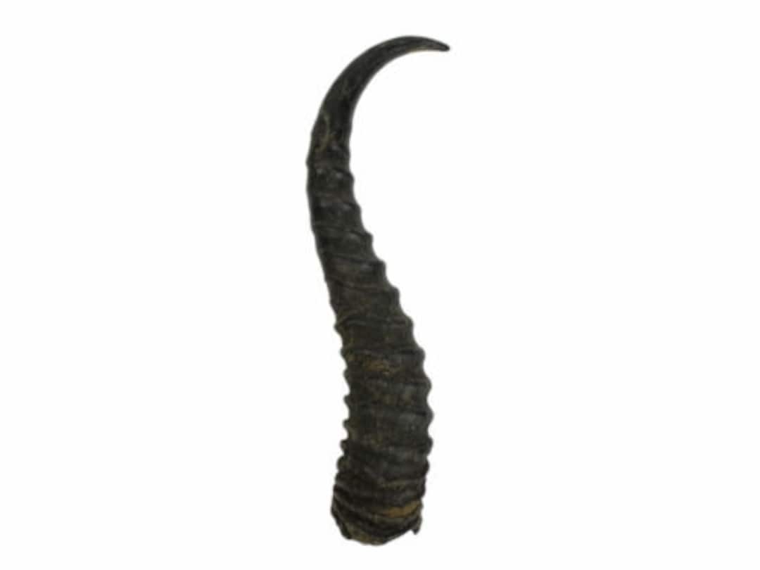 Real Springbok Horn: Large 9 to 12 1025-LG Y1K - Etsy UK