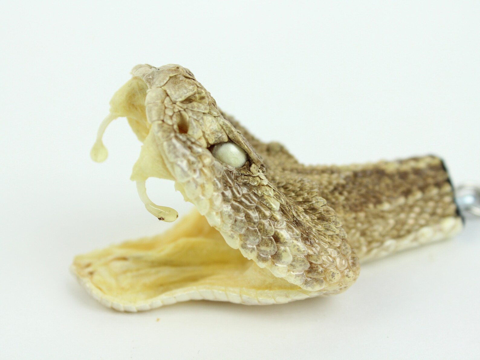 Rattlesnake Head Keychain: Wide Open Mouth (42-30W) - Etsy