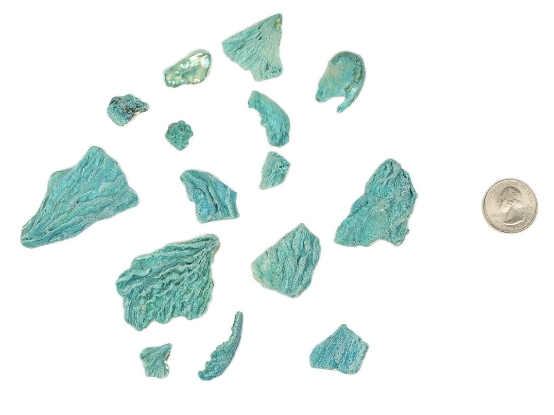 Turquoise Dyed African Abalone Pieces: Assorted Sizes. 1-kg | Etsy