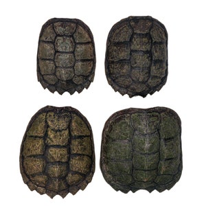 5 to 8 Real Snapping Turtle Shell With Plastron - Etsy