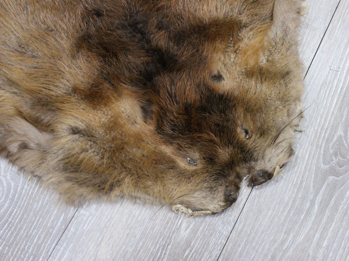 Extra Large Beaver Skin 1/2 Grade: Gallery 50-1-XL-G3207 - Etsy