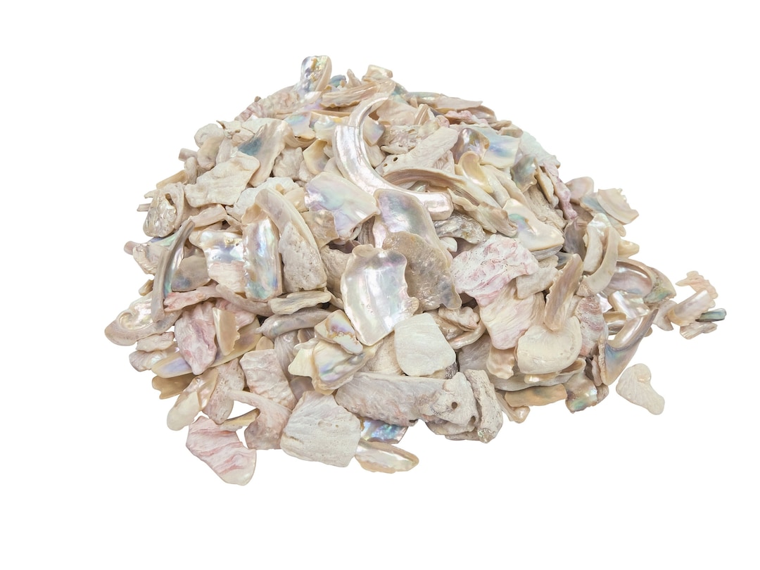 Bleached White African Abalone Shell Pieces: Assorted Sizes. 1-kg (2.2 ...
