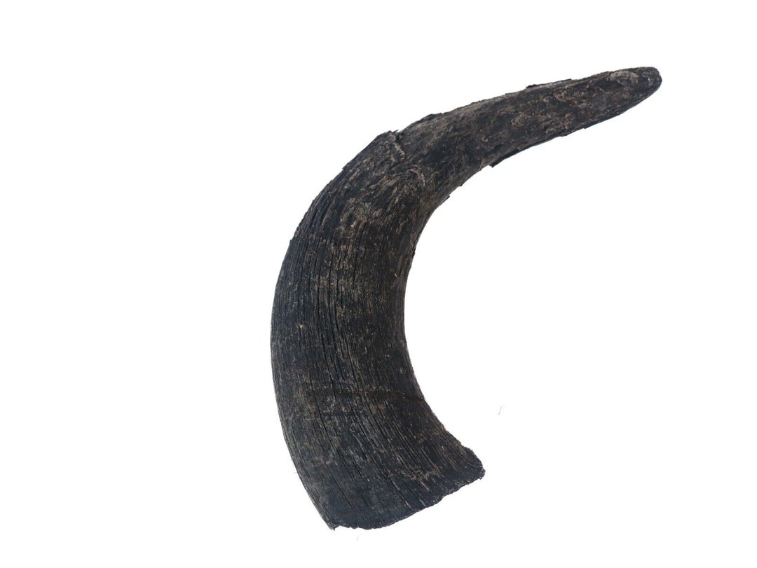 One #2 Grade Real North American FEMALE Buffalo Horn (576-F2-AS) - Etsy