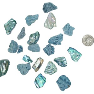 Blue Dyed African Abalone Pieces: 25mm Size. 1 Kg Bag (2.2 Pounds) (220 ...