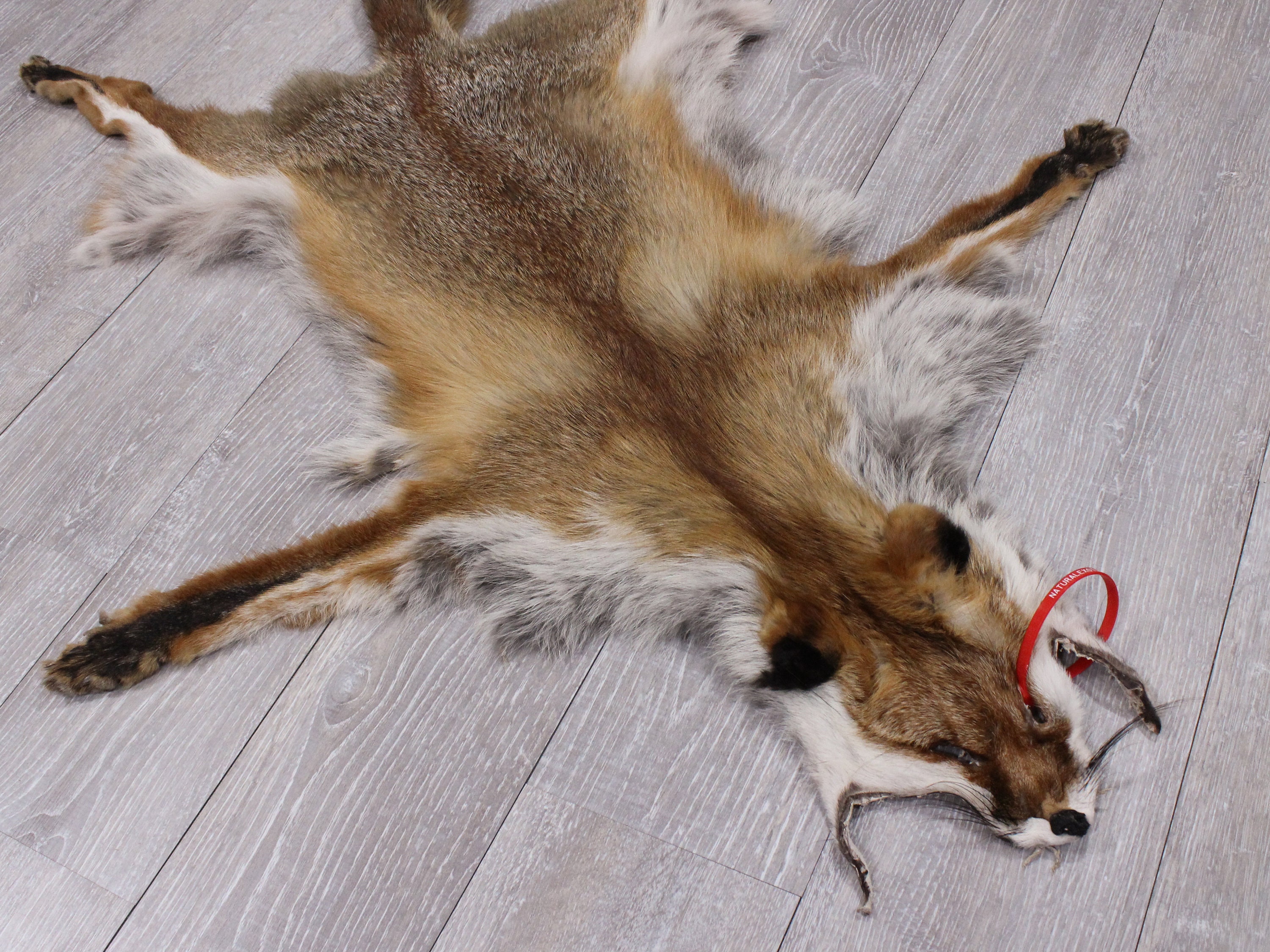 Real Red Fox Skin with Feet 180-03-WF-G4023 L1 | Etsy