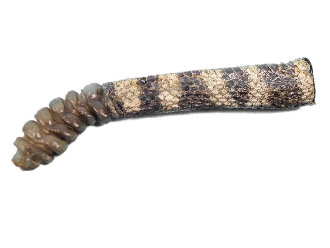 Real Rattlesnake Rattle and Tail 598-P505 Y2L - Etsy