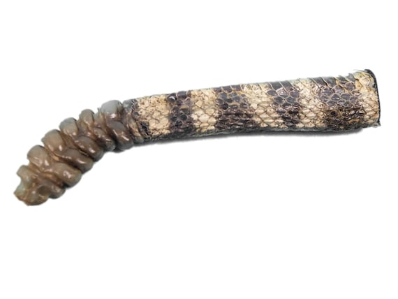 Real Rattlesnake Rattle and Tail 598-P505 9UC17 - Etsy
