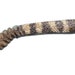 Real Rattlesnake Rattle and Tail 598-P505 Y2L - Etsy