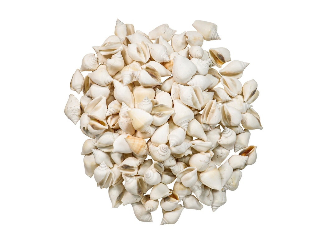 White Dog Conch Shells 2"-2.5": 1-gallon (2HS-3218W-GA) Y3K - Etsy