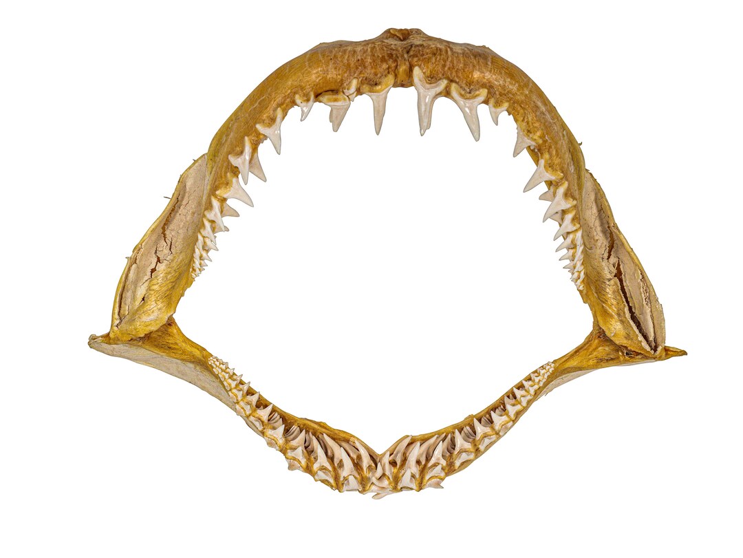 Real Mako Shark Jaw 19 561-J17-G4988 Y1K - Etsy Canada