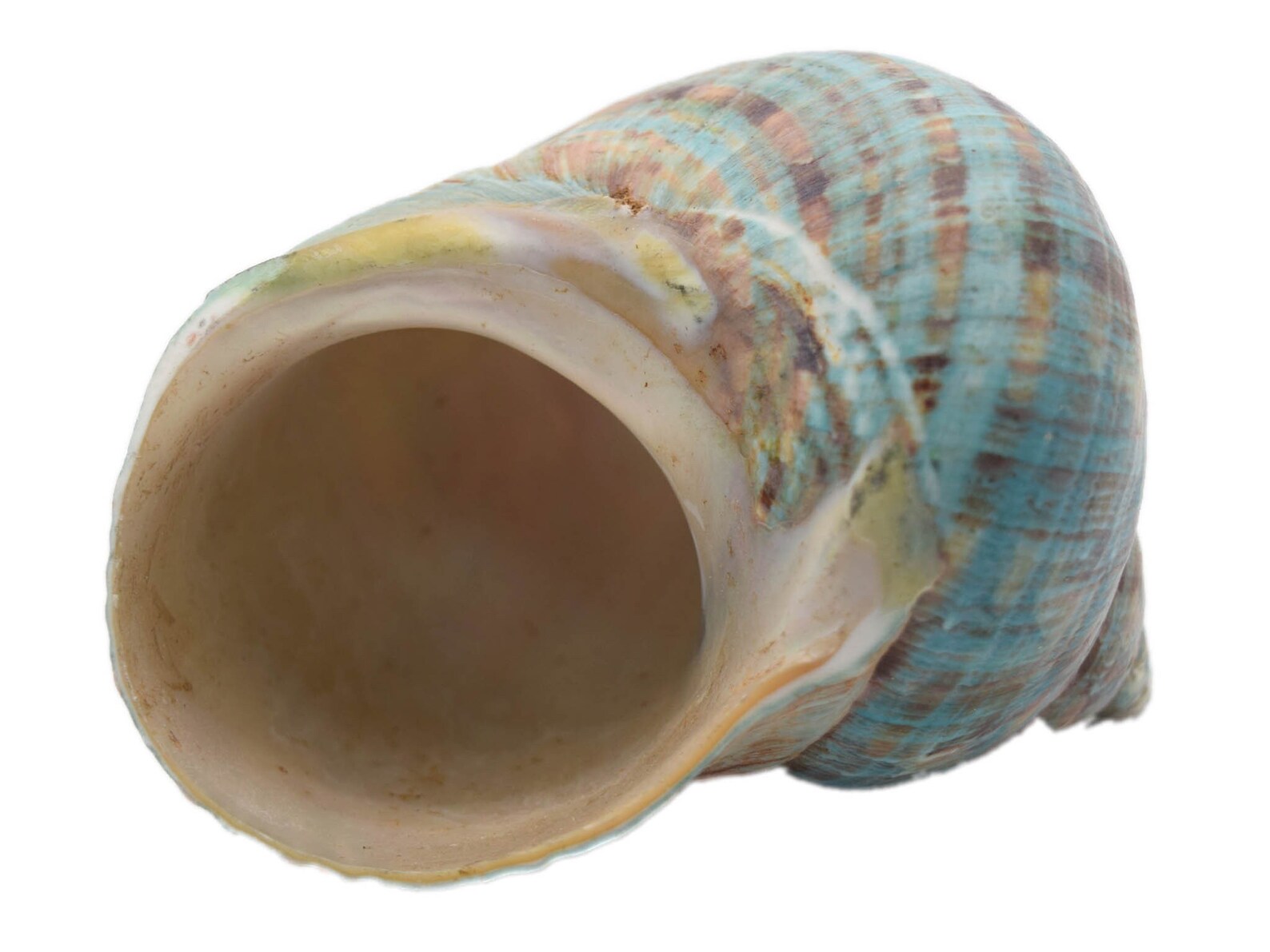 Raw Camouflage Turbo Sarmaticus Shell Large Size 672-R-L L31 | Etsy