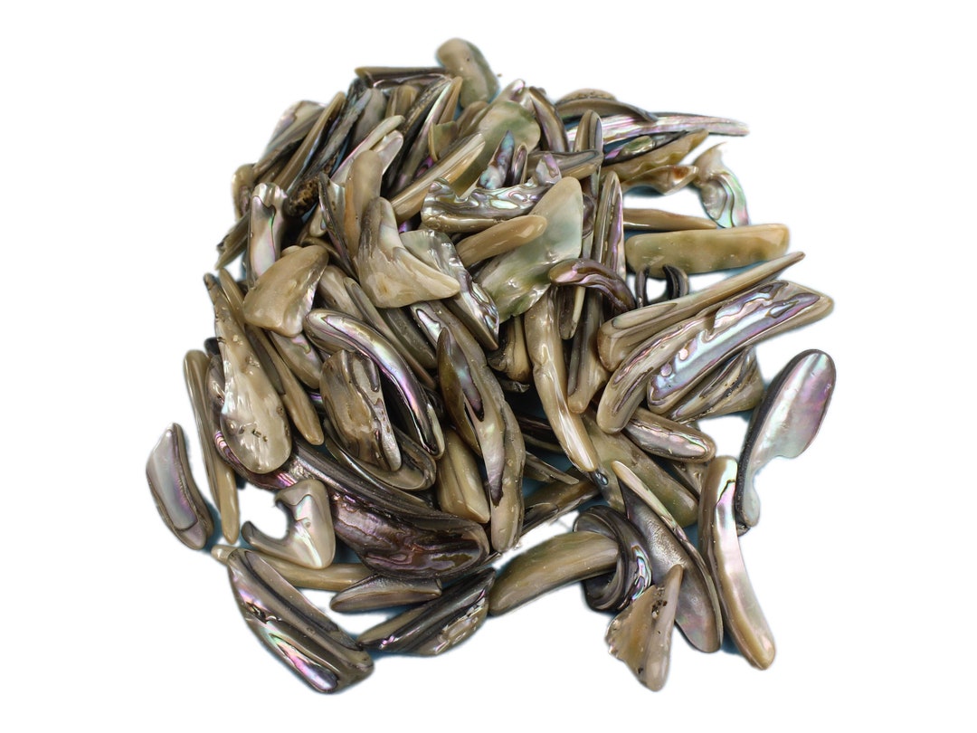 1/2 Lb of Small Natural Green Mexican Abalone Shell Lips / Edges ...