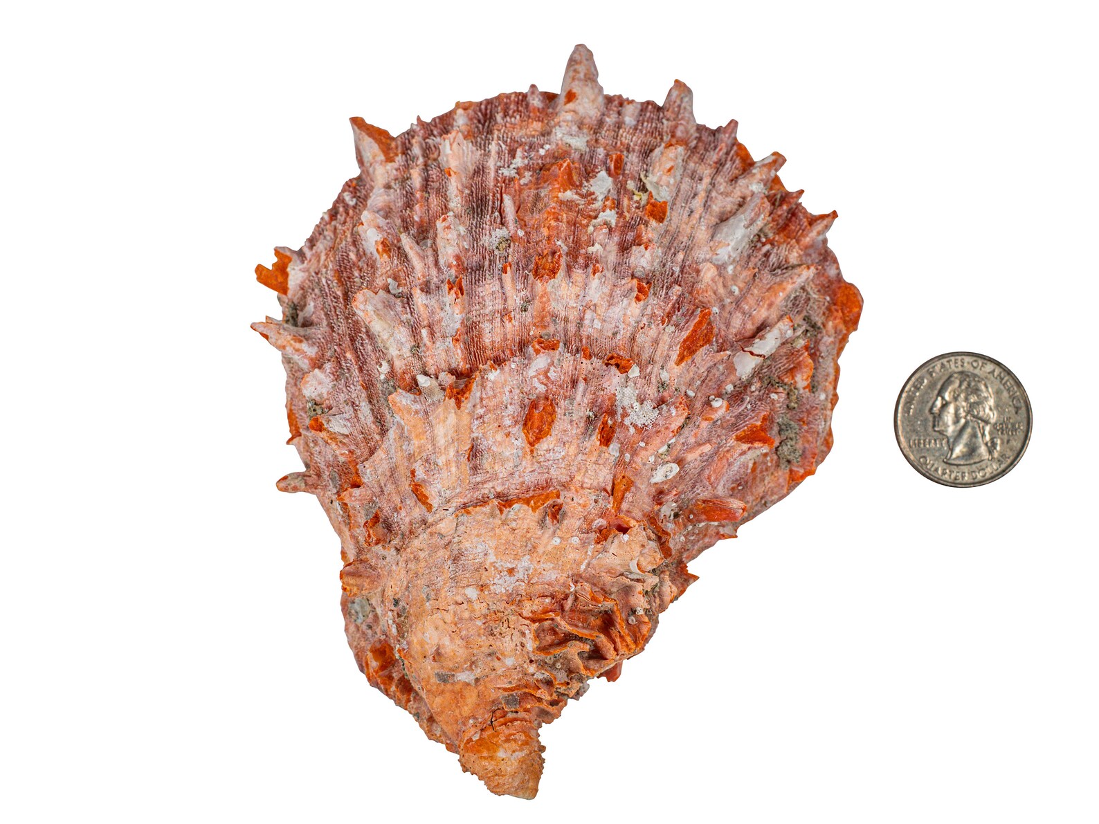 Red Orange Spiny Oyster Shell – First Quality (1086-41-G6337) - Etsy
