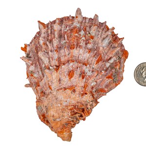 Red Orange Spiny Oyster Shell – First Quality (1086-41-G6337) - Etsy