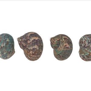 Raw Camouflage Turbo Sarmaticus Shell Large Size 672-R-L L31 - Etsy