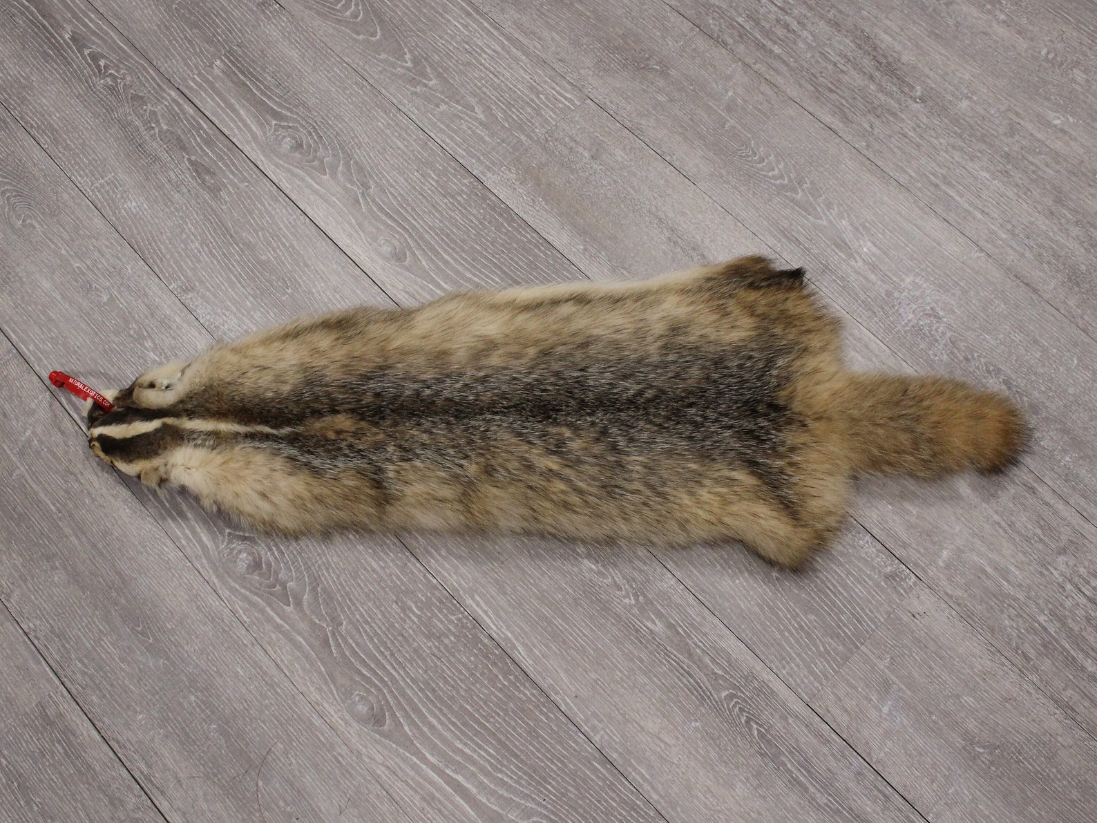 North American Badger Skin: Trading Post Grade 52-TP-A-G3111 - Etsy