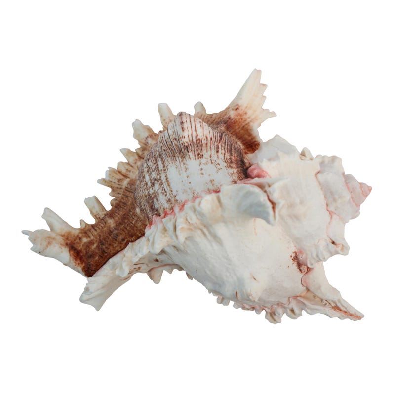 Murex Shell - Etsy