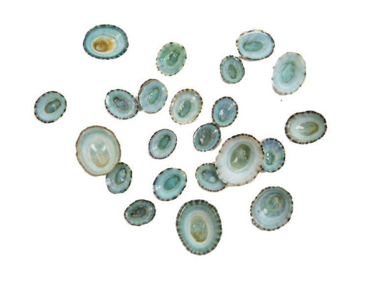 Green Limpet Shells 100/bag 1171-100 F6 - Etsy