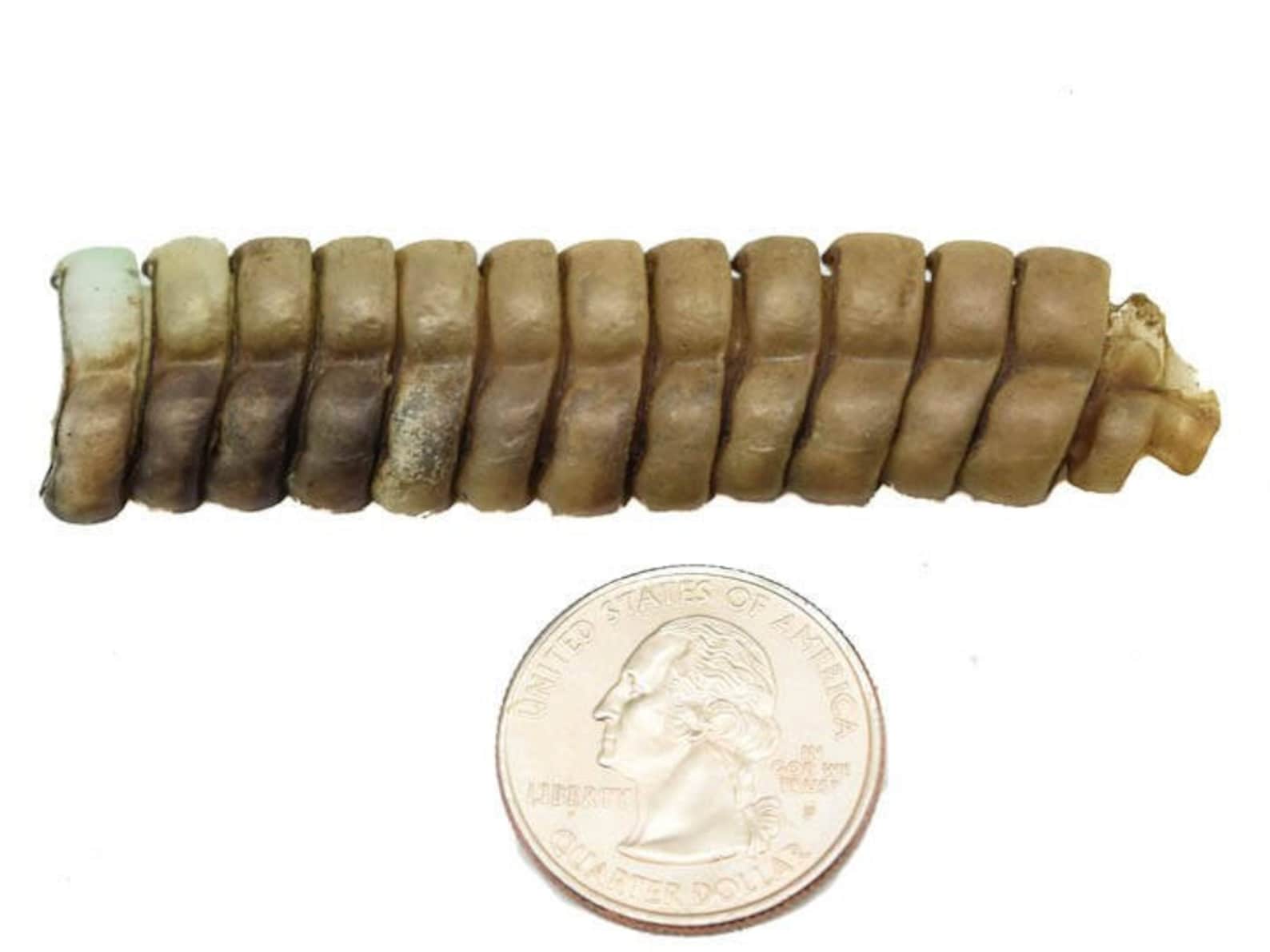 Extra Large Texas Rattlesnake Rattle 598-R1-XL C4C - Etsy