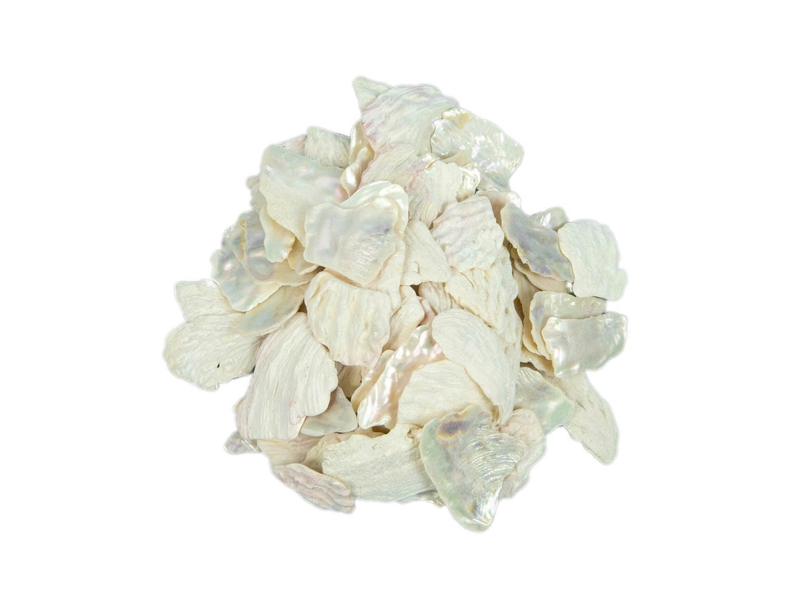 Bleached White African Abalone Pieces: 50mm Size. 1-kg Bag - Etsy