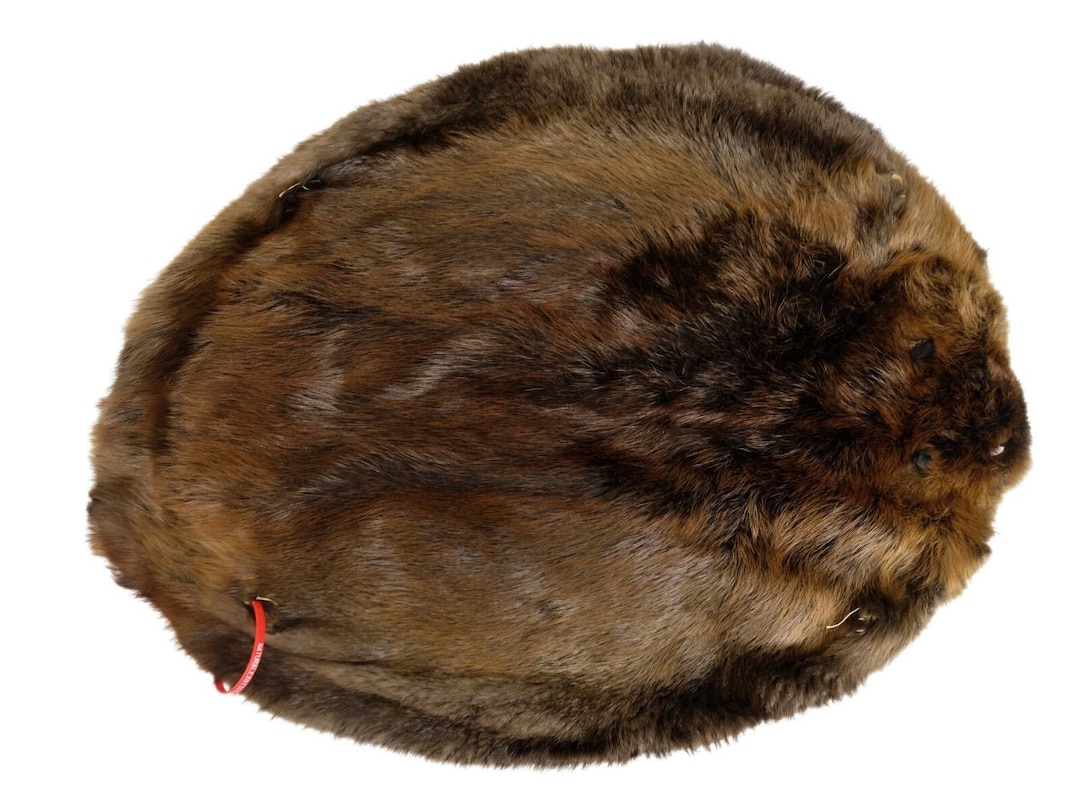 Extra Large Beaver Skin #1 Grade: Extra Wide (50-1-XL-G3002) Y1L - Etsy