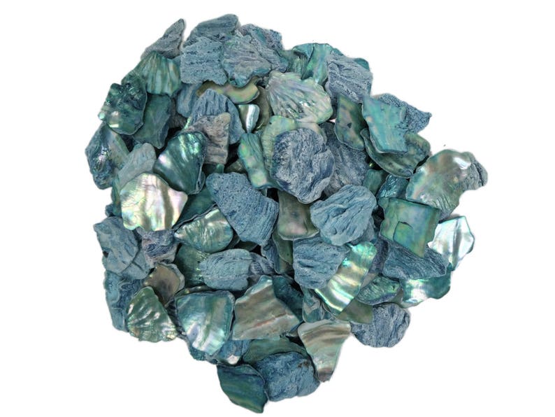 Blue Dyed African Abalone Pieces: 25mm Size. 1 Kg Bag (2.2 Pounds) (220 ...