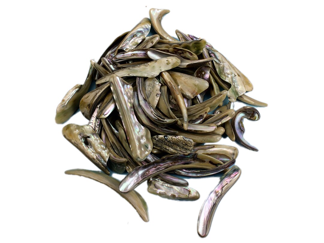 1/2 Lb of Medium Natural Green Mexican Abalone Shell Lips / Edges ...