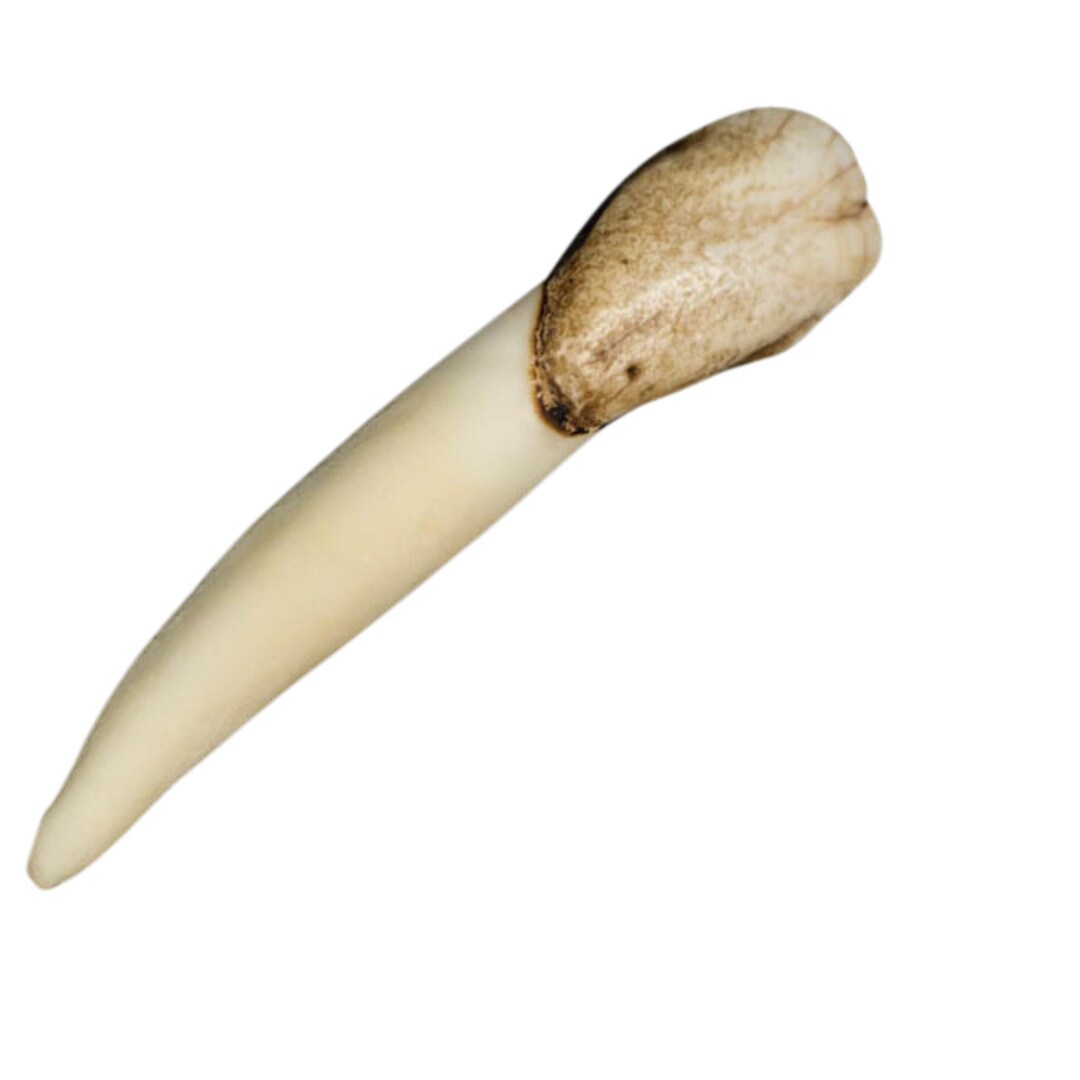 One (1) Genuine Moose Tooth (174-800) Y2D - Etsy