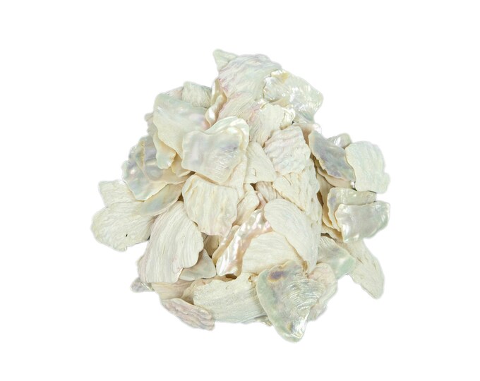 Bleached White African Abalone Pieces: 50mm Size. 1-kg Bag - Etsy