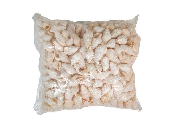 Nassa Reticulata Shells 0.6251: 1-KG Bag 2.2 | Etsy