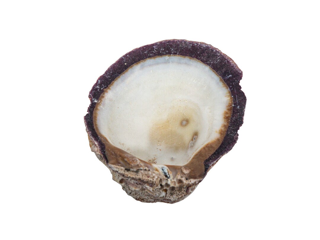 Purple Spiny Oyster Shell – Second Quality (1086-22-G4994) - Etsy