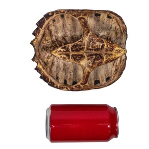 5" to 8" Real Snapping Turtle Shell With Plastron (229-WP-0508) Y3K - Etsy