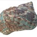 Raw Camouflage Turbo Sarmaticus Shell Large Size 672-R-L L31 - Etsy