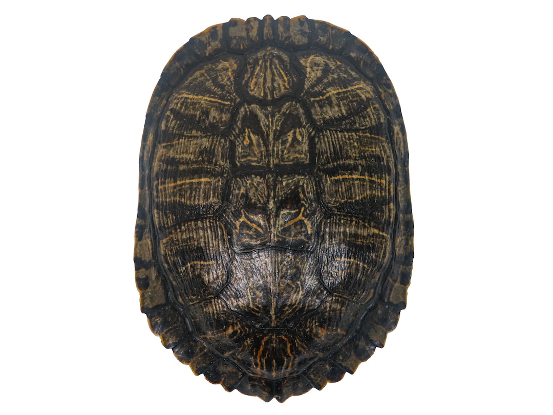 7" to 8" Red Ear Turtle Shell (227GS-0708) Y3K - Etsy