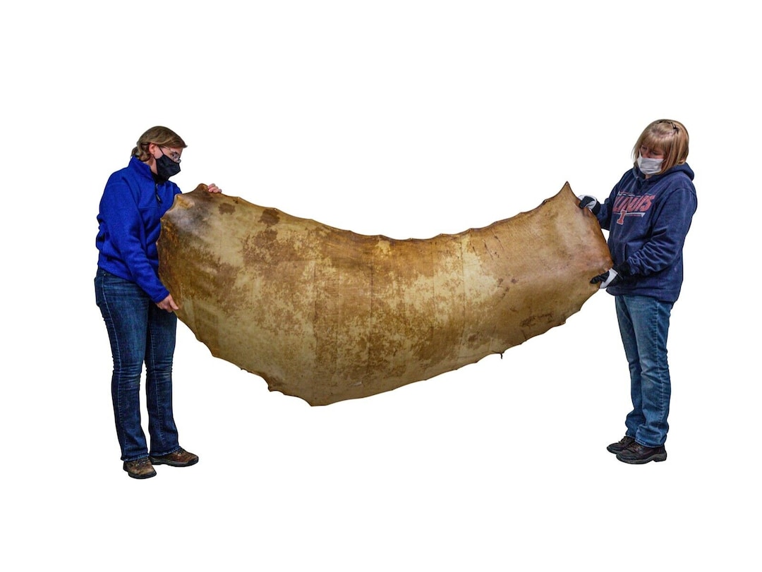 Thick Bovine Cow Rawhide: Side - Natural (55-20-SIDE10-G4866) Y2J - Etsy