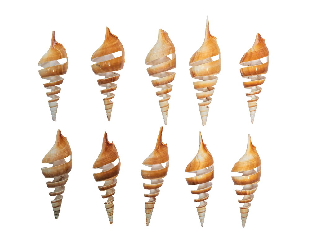 Ten Pack of Tibia Shells: Spiral Cut 4" to 5" (2HS-4402-10) Y1J - Etsy