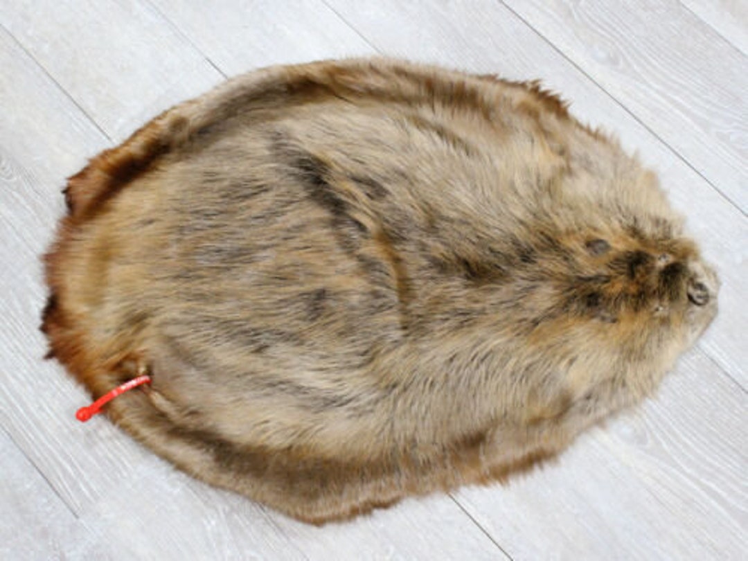 Extra Large Beaver Skin #1/#2 Grade: Gallery (50-1-XL-G3215) - Etsy
