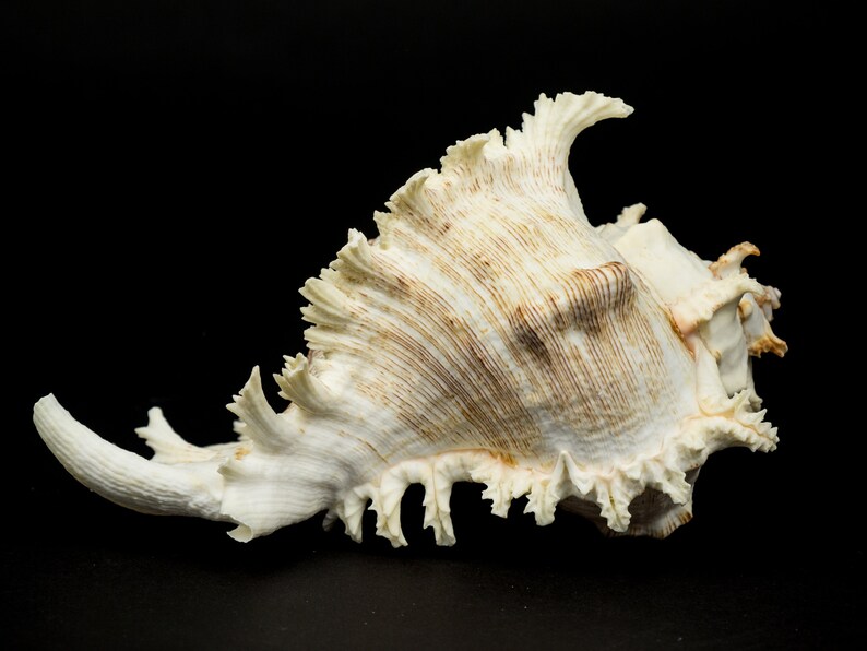 Small Murex Ramosa Shell 868-S R6 - Etsy