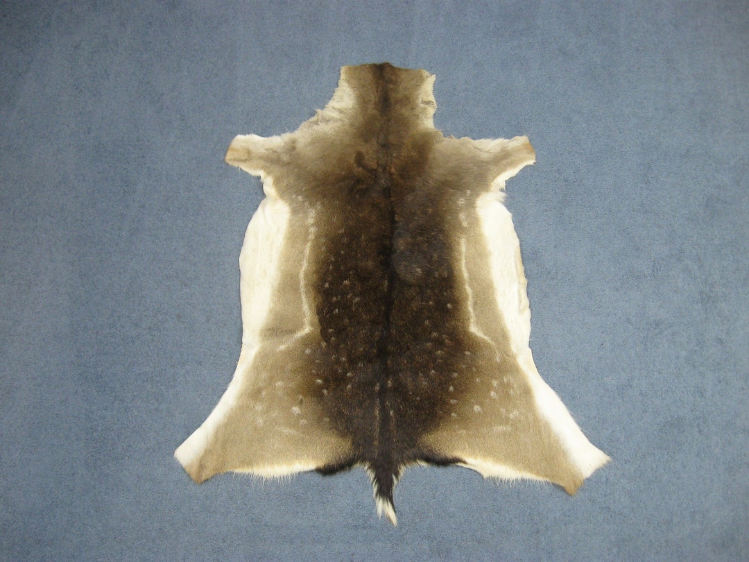 Hungarian Fallow Deer Hide Winter Phase Skin Pelt 744-W-G42 - Etsy