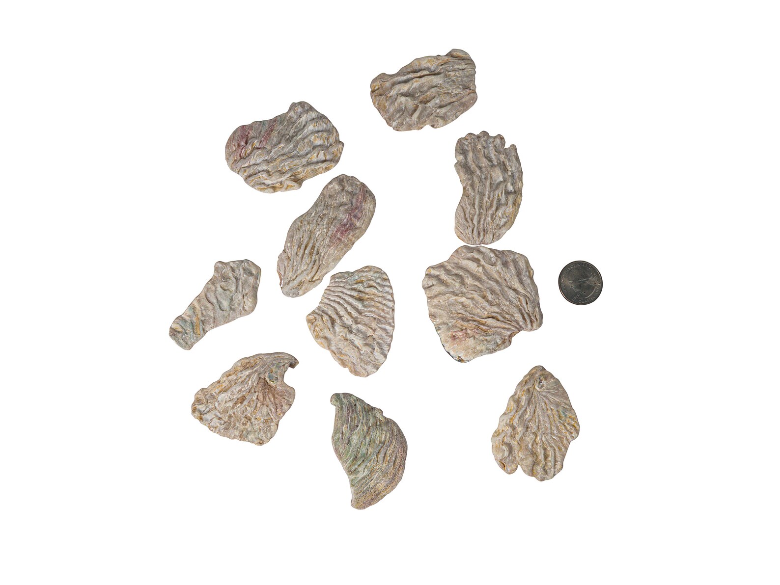 Creamy White African Abalone Shell Pieces: 50mm Size. 1-kg Bag - Etsy