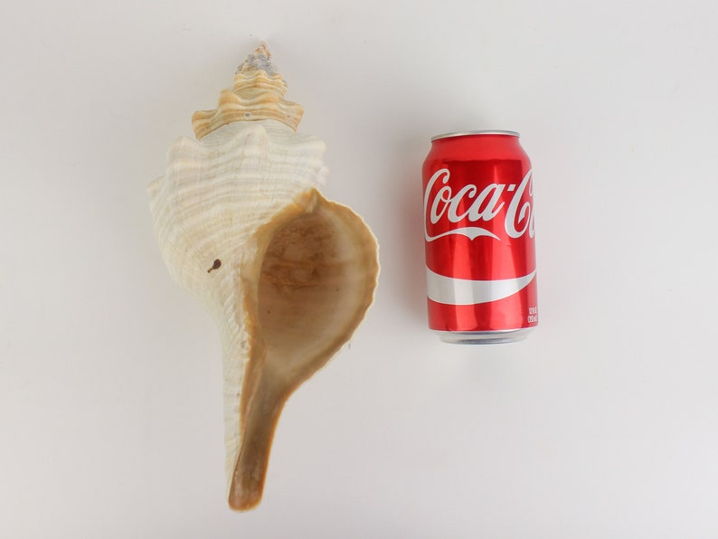 Mexican Horse Conch Shell: 11-12" (1362-1112-AS) - Etsy