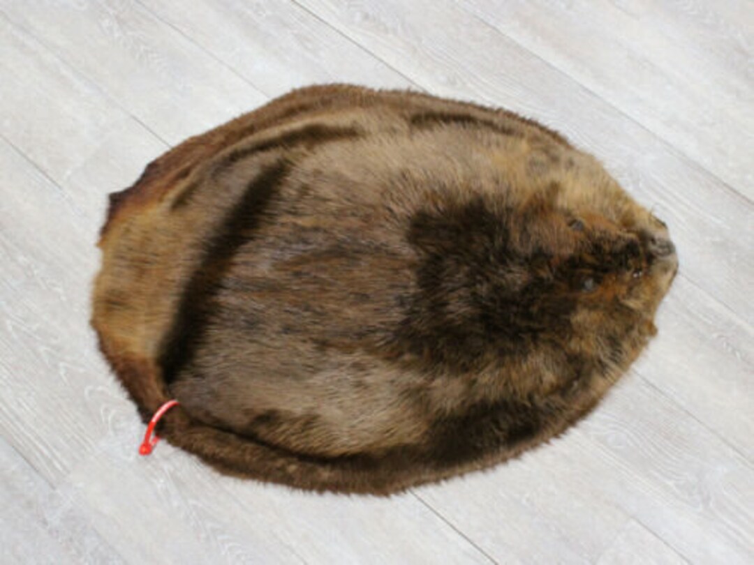 Extra Large Beaver Skin #1/#2 Grade: Gallery (50-1-XL-G3205) Y1L - Etsy