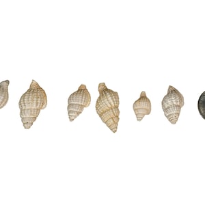 Nassa Reticulata Shells 0.625"-1": 1-KG Bag (2.2 Lbs) (2HS-3246K-KG ...