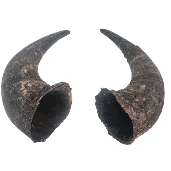 Buffalo Horn - Etsy