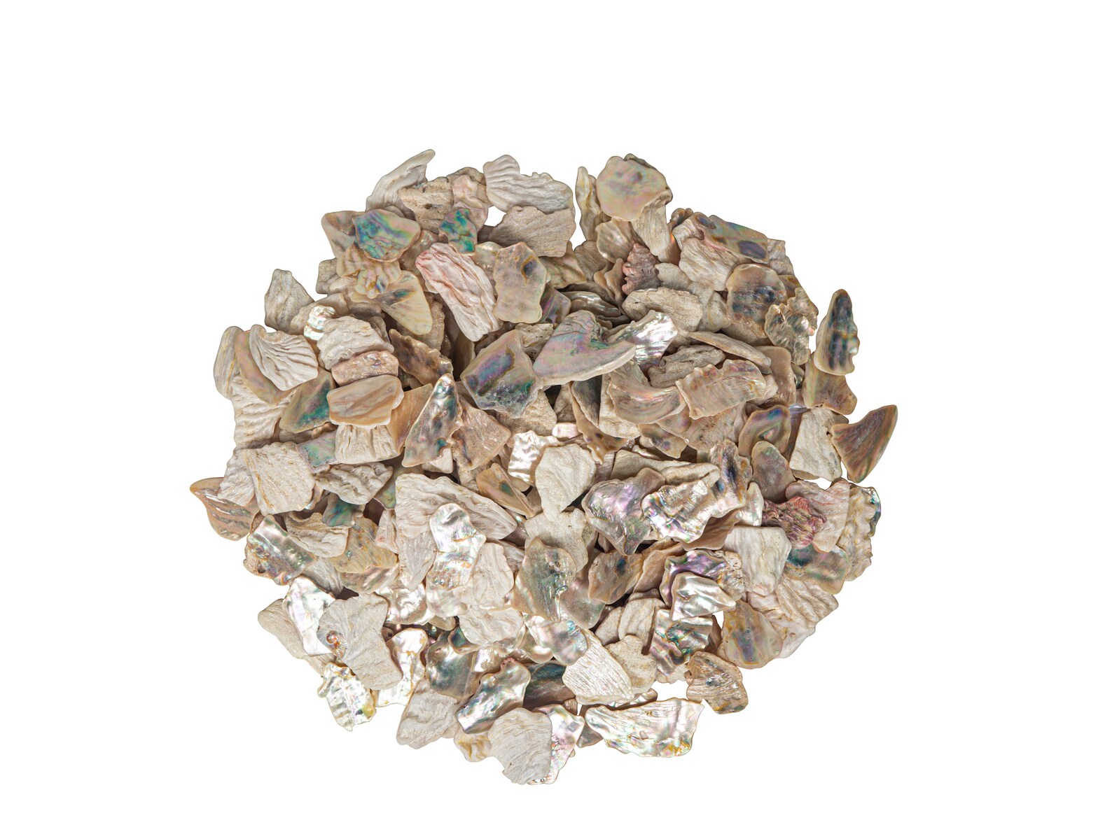 Creamy White African Abalone Shell Pieces: 25mm Size. 1-kg Bag - Etsy