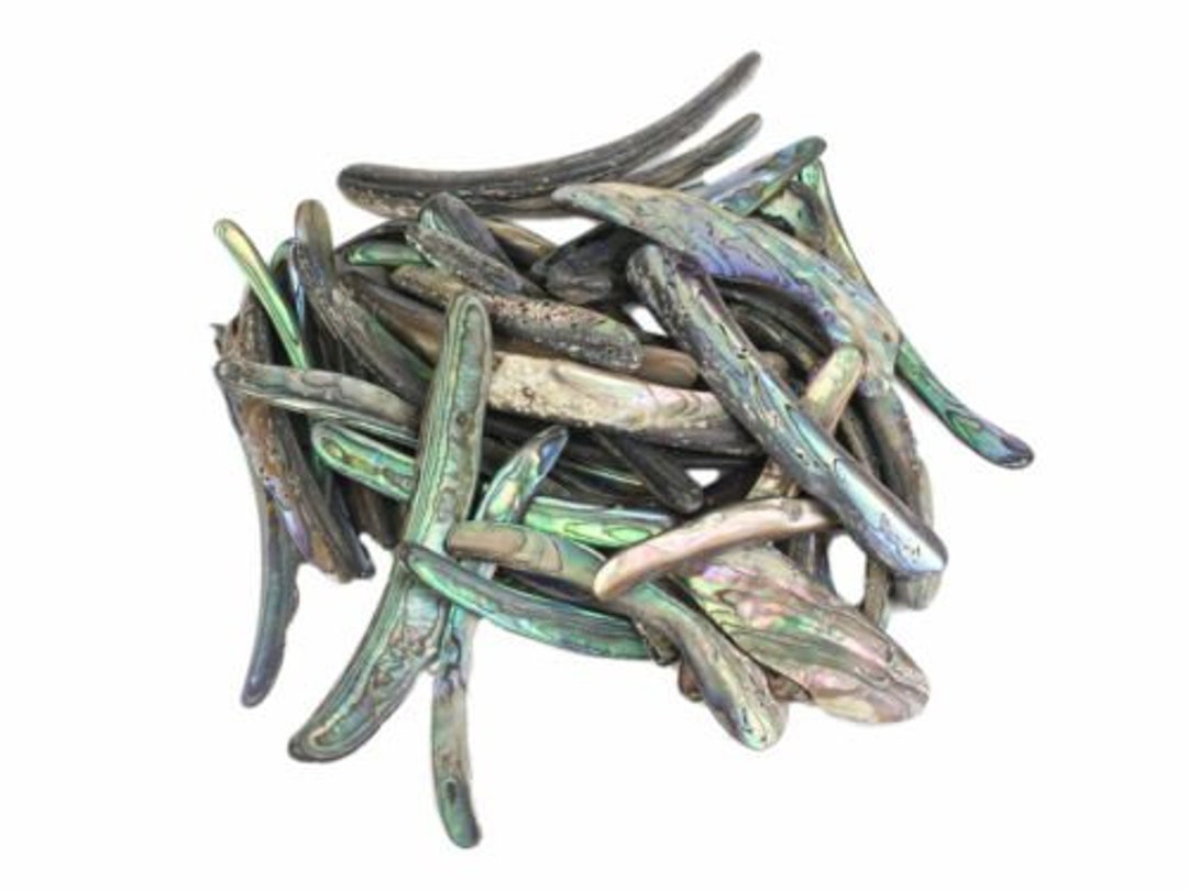 Paua Abalone Shell Rims Satin: Medium 1/4 Lb (565Z-TPSRM-AS) Y3L - Etsy